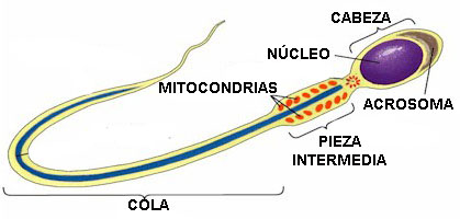 3202: Equipo 4 - Proyecto Integrador