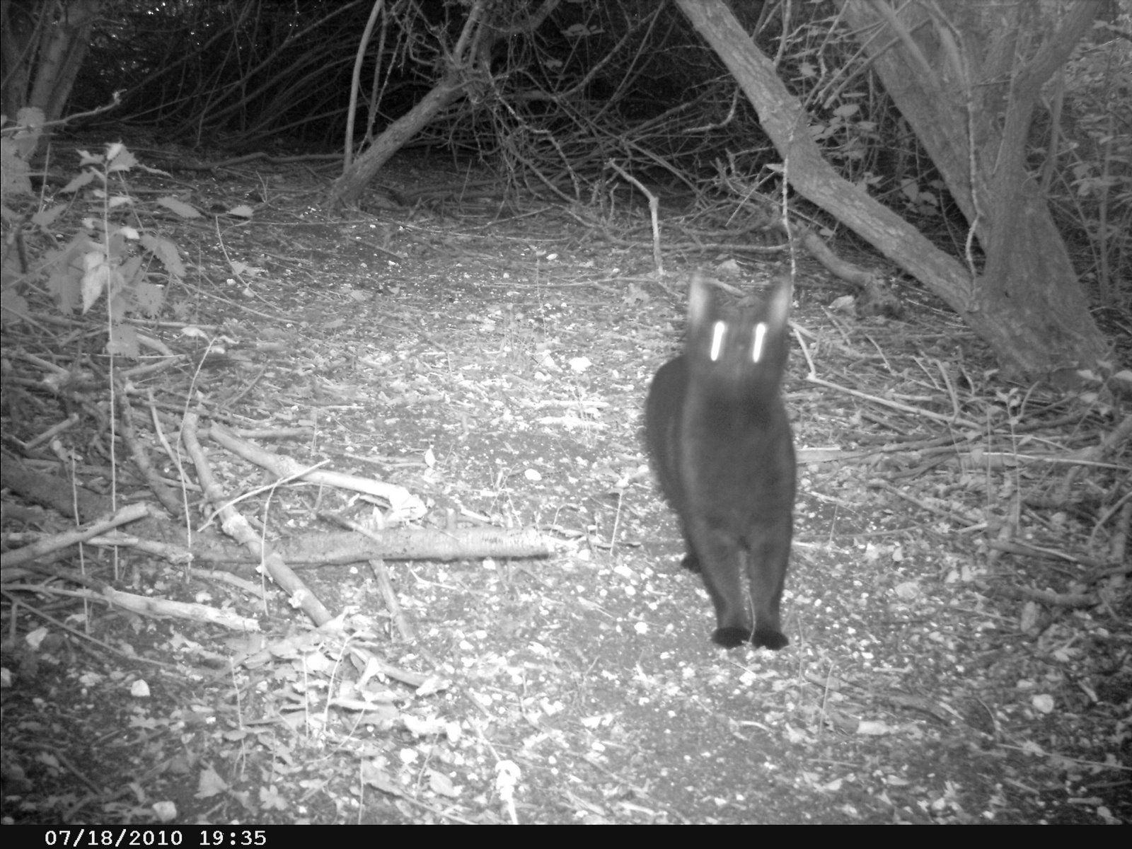 bigcatdetective: Black cat on trailcam