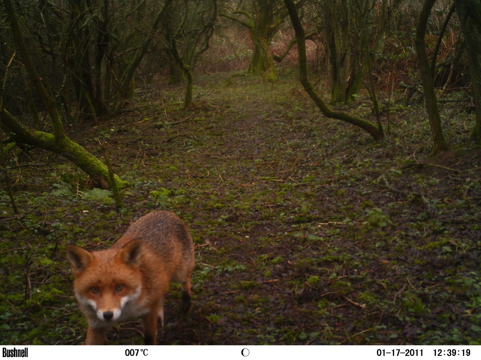 bigcatdetective: "Pairing up" in readyness for spring /scrubcam