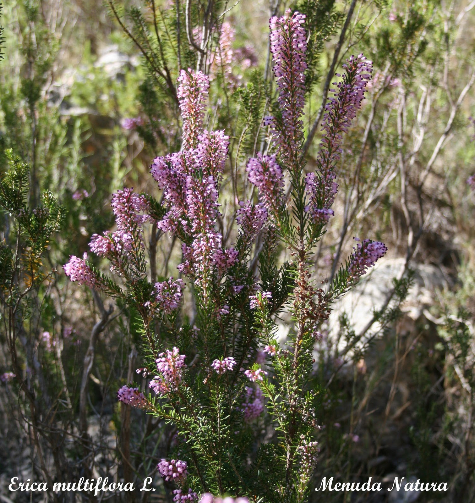 Menuda Natura: Erica multiflora L