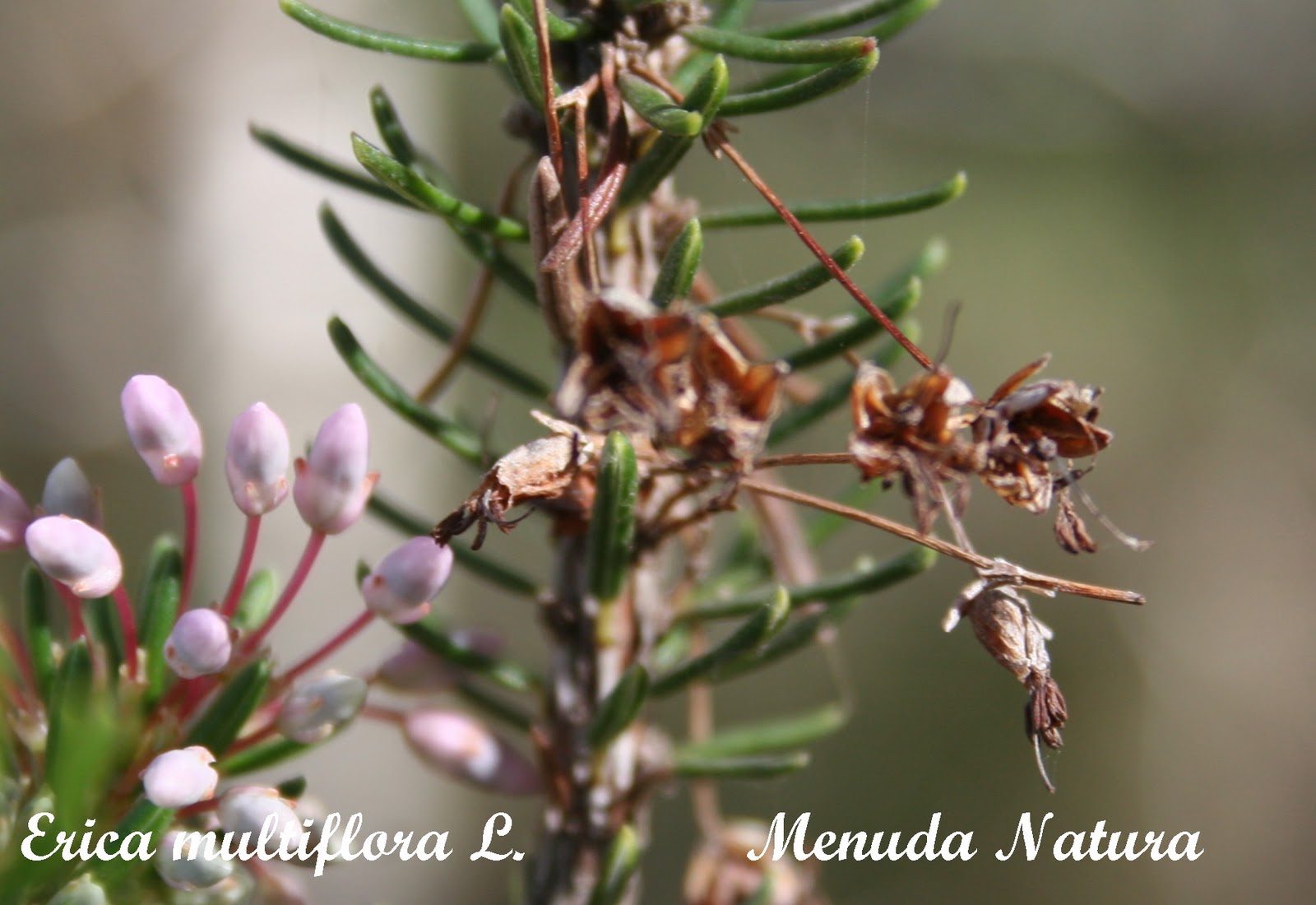 Menuda Natura: Erica multiflora L