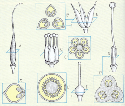 El Jardí de Menuda Natura: Morfologia de les flors