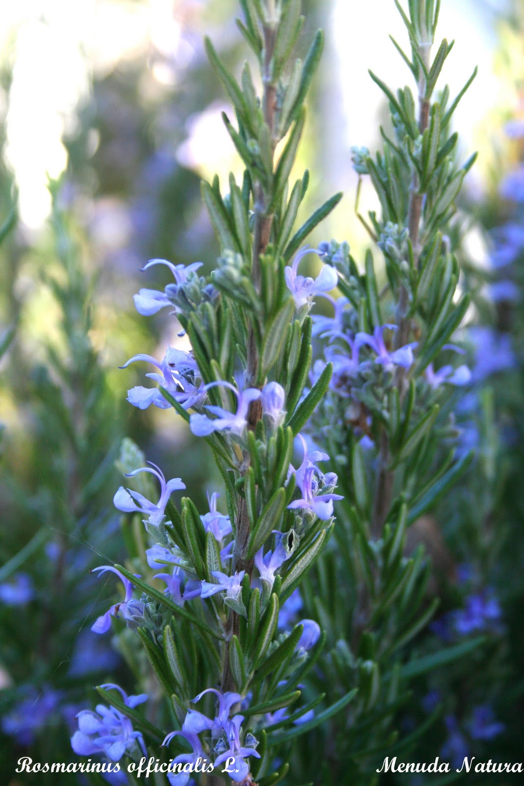 Menuda Natura: Rosmarinus officinalis L.