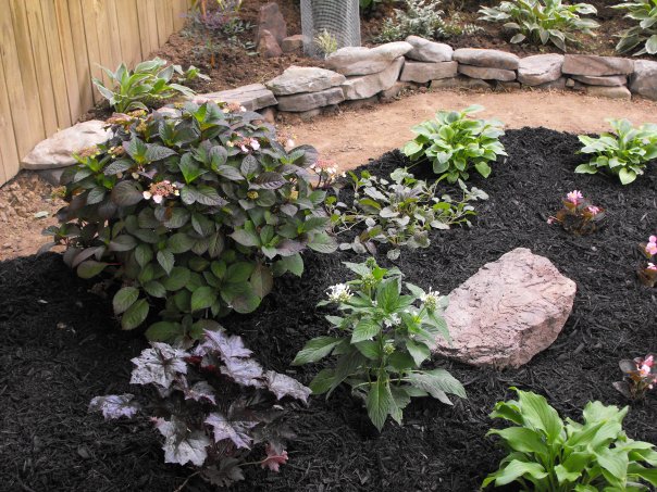 Dirty Thoughts: A Gardening Life: Anchor Plants Come in Unexpected Forms