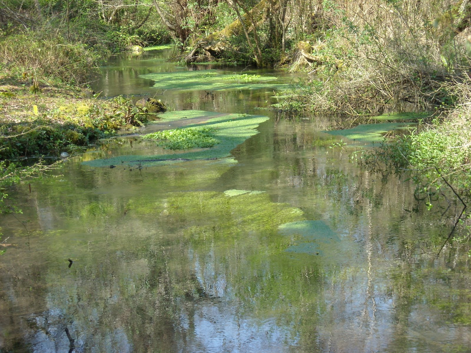 LES MILLE-PATTES DE SAINTONGE: BUSSAC-SUR-CHARENTE ET SAINT-VAIZE (25 ...