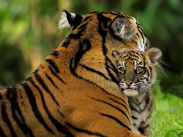 Amazing Wildlife India Tour | Tourism in India | India Tours | Tour ...