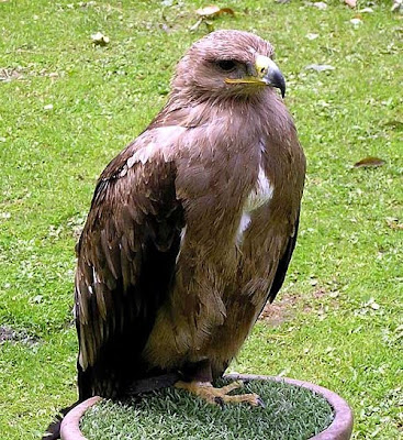 OCTOBER 1: Federal Republic of Nigeria: a date with history | Holiday ...