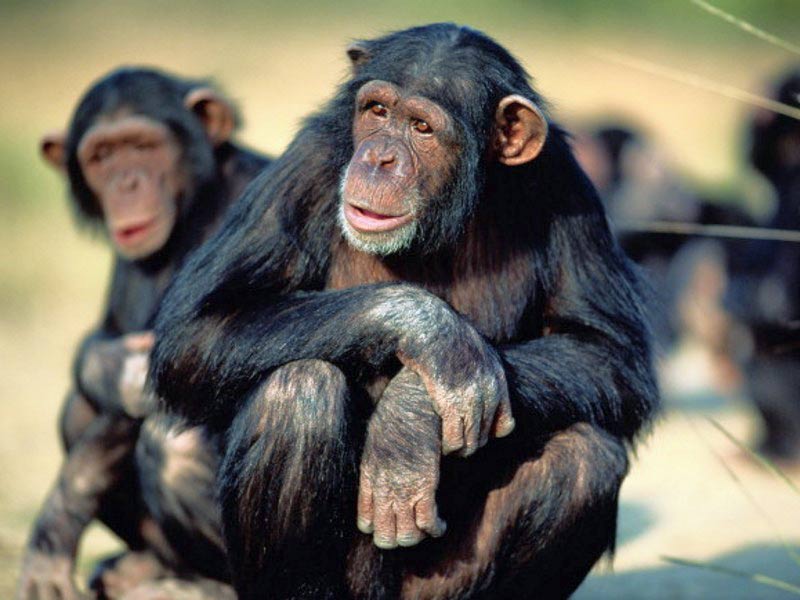 cooloddee: Incredible monkeys expressions!