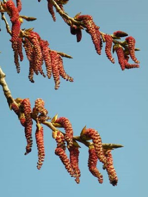 treeaware: Spring in Bath: Black Poplar Catkins