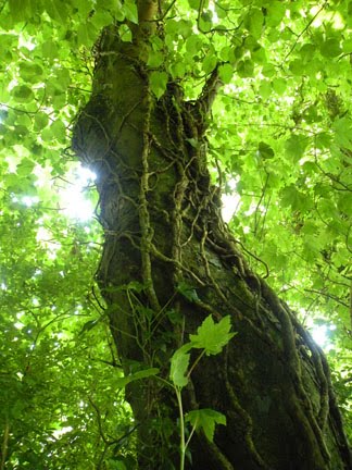 treeaware: Welsh Trees...