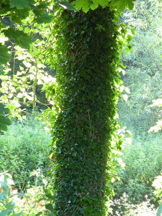 treeaware: Welsh Trees...