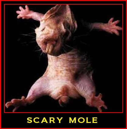 The McCann Archive: Animals