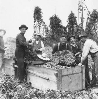 The Farmers' Museum: Hops