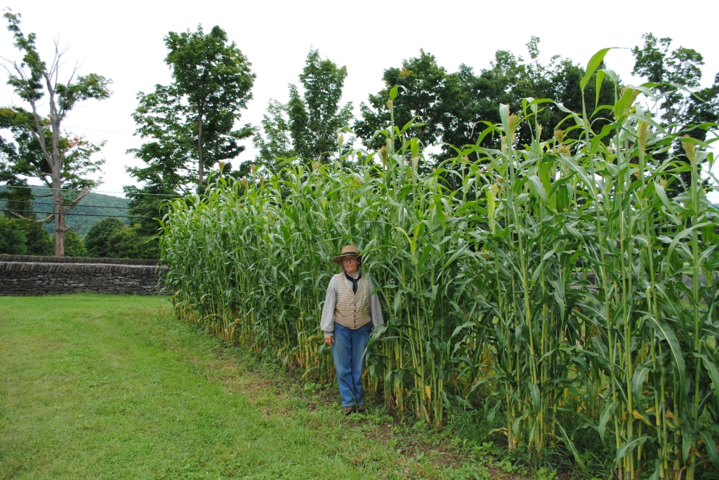 The Farmers' Museum: Broom Corn Harvest