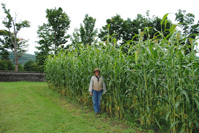 The Farmers' Museum: Broom Corn Harvest
