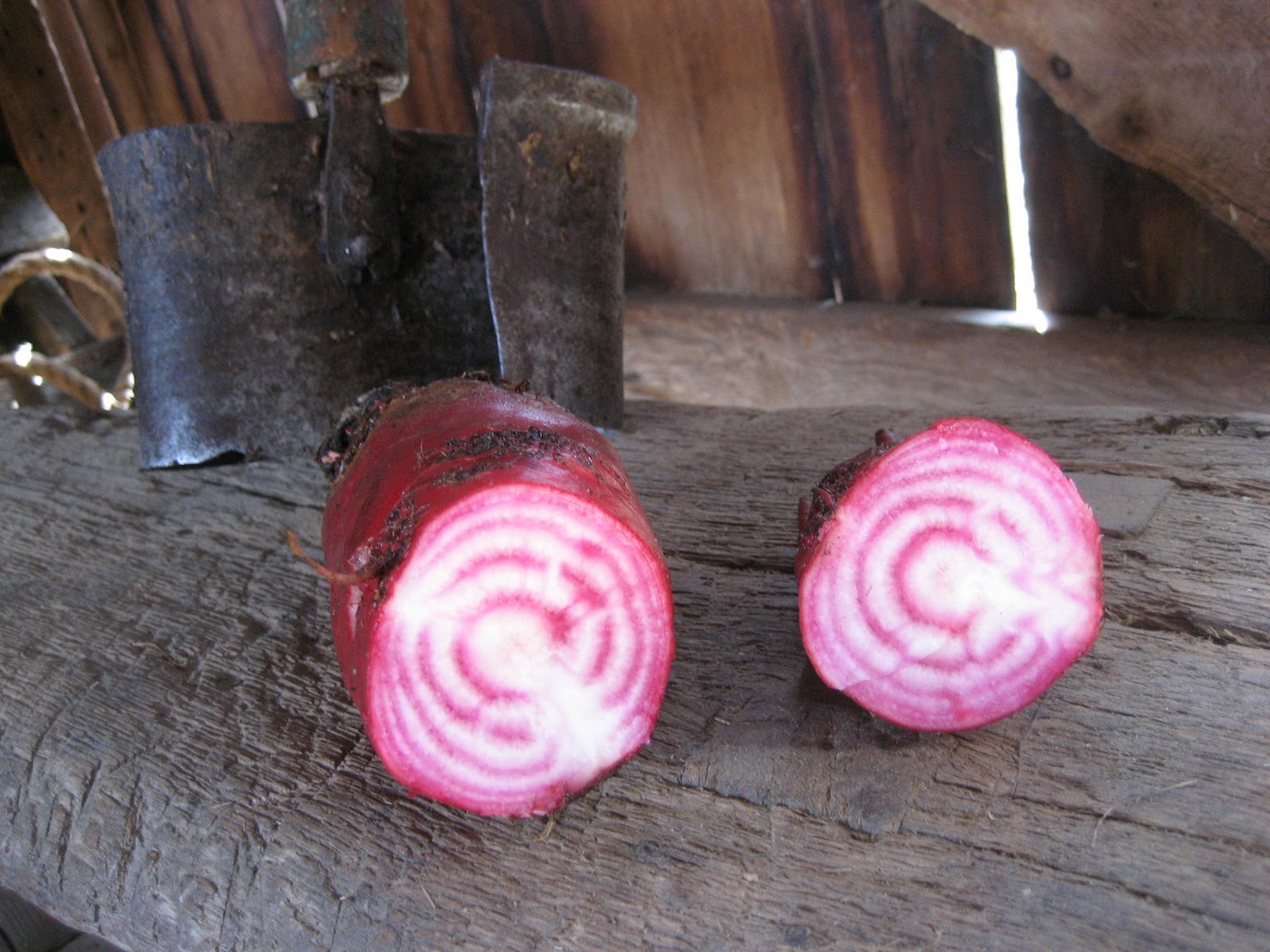 The Farmers' Museum: Mangel Wurzels