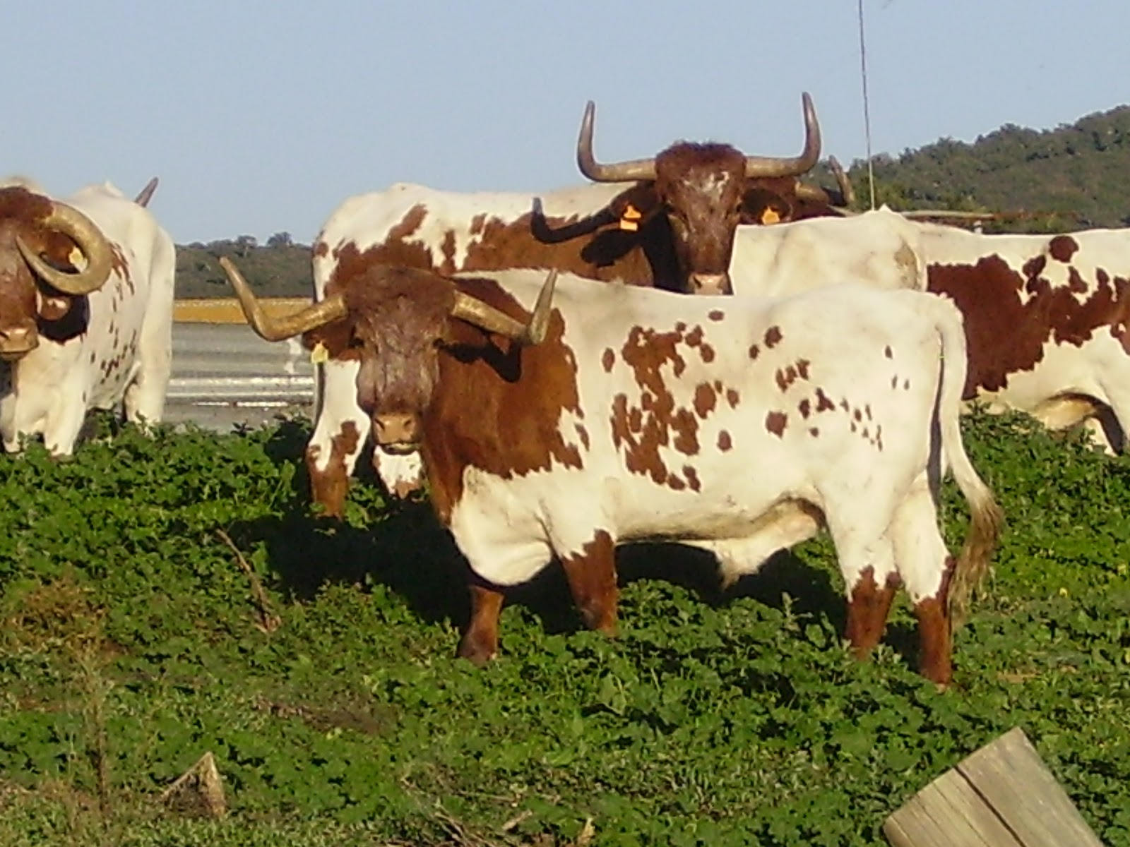 VENTA DE BUEYES: VENDO BUEYES PARA VIDA O PARA CARNE