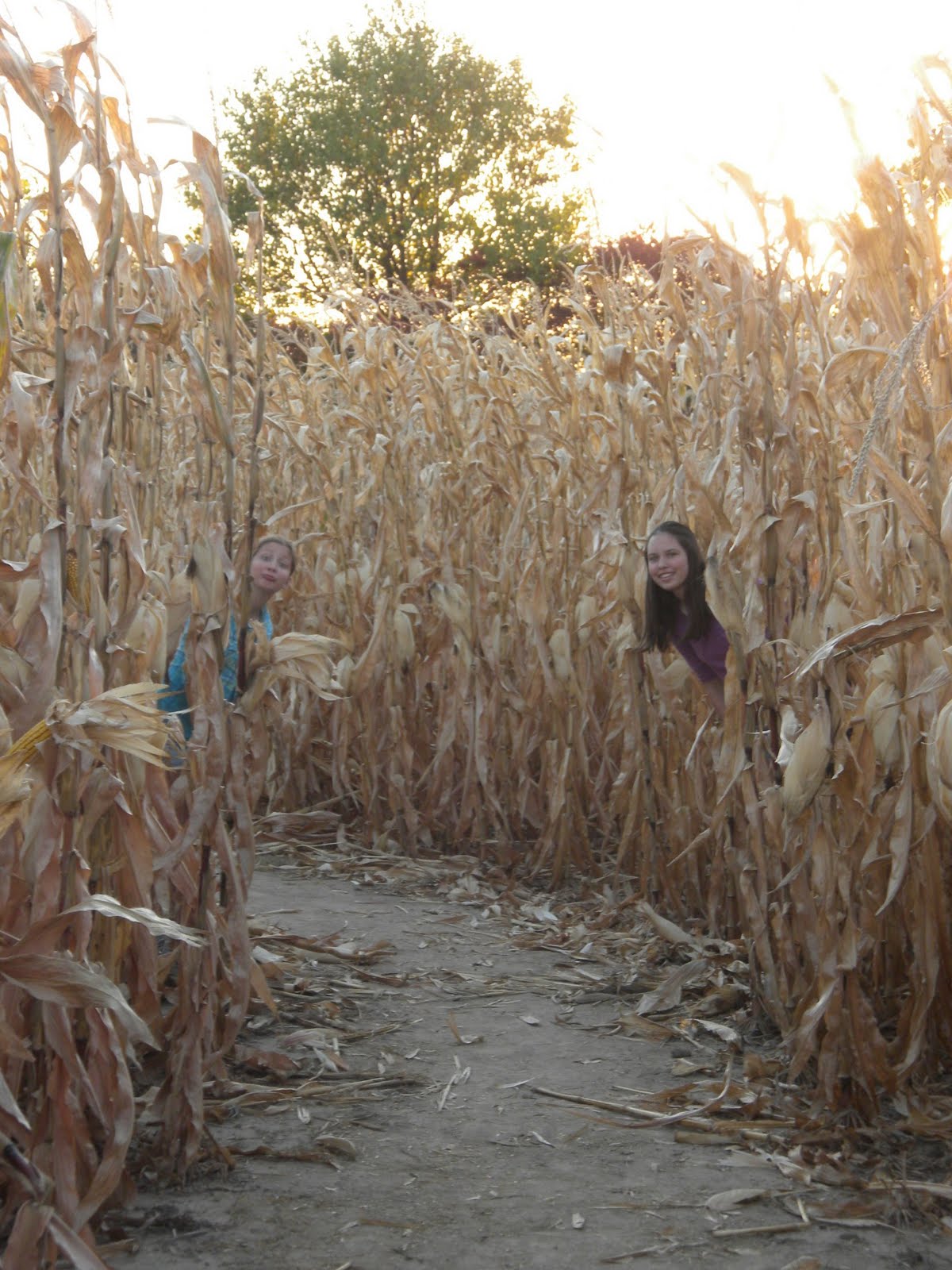 Who Is The Grown Up?: Fall Fun: Getting Lost in a Corn Maze--Twice!!