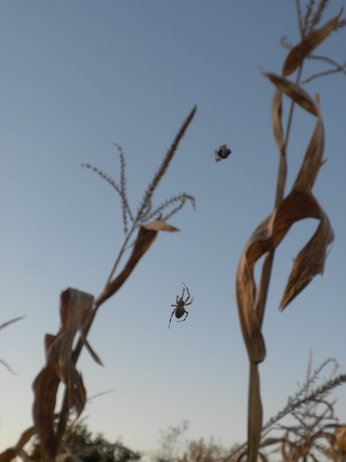 Who Is The Grown Up?: Fall Fun: Getting Lost in a Corn Maze--Twice!!