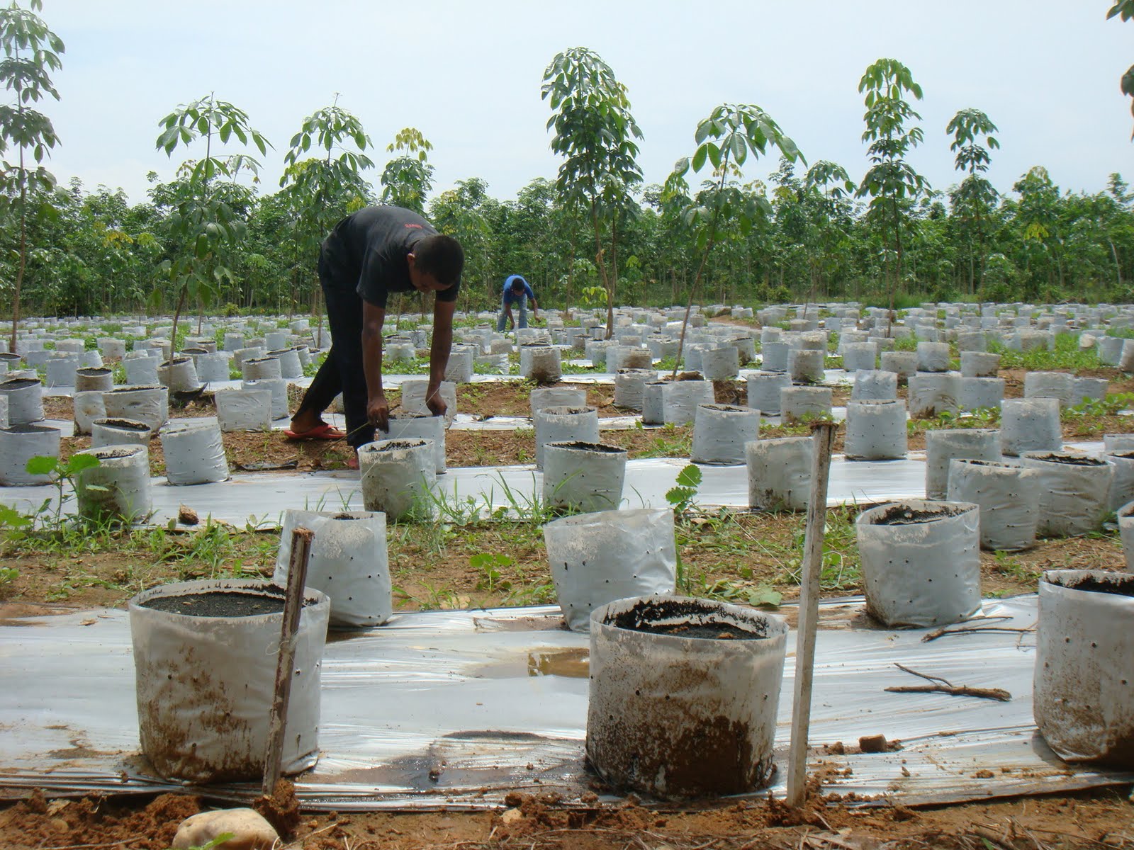 CILI FERTIGASI : HABENARIA GROW: Gambar-gambar Ladang Fertigasi