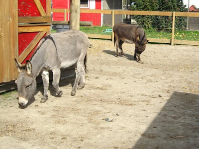 cabin + cub: cute fuzzy donkeys