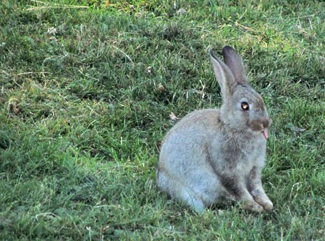 cabin + cub: silly rabbit
