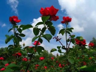 Organic Roses: How to Grow natural Roses