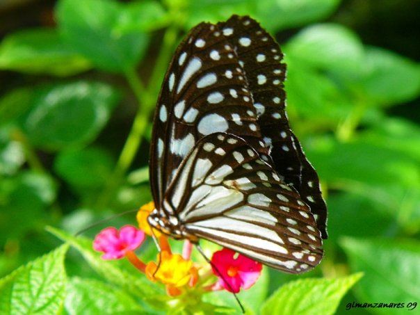 Beach Resorts Philippines: PHILIPPINE INSECTS YOU'LL NORMALLY FIND DAY ...