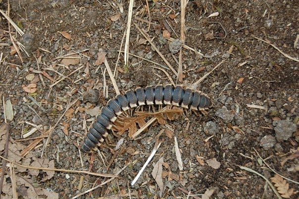 Beach Resorts Philippines: PHILIPPINE INSECTS YOU'LL NORMALLY FIND DAY ...