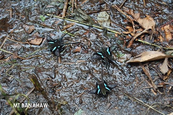 Beach Resorts Philippines: PHILIPPINE INSECTS YOU'LL NORMALLY FIND DAY ...