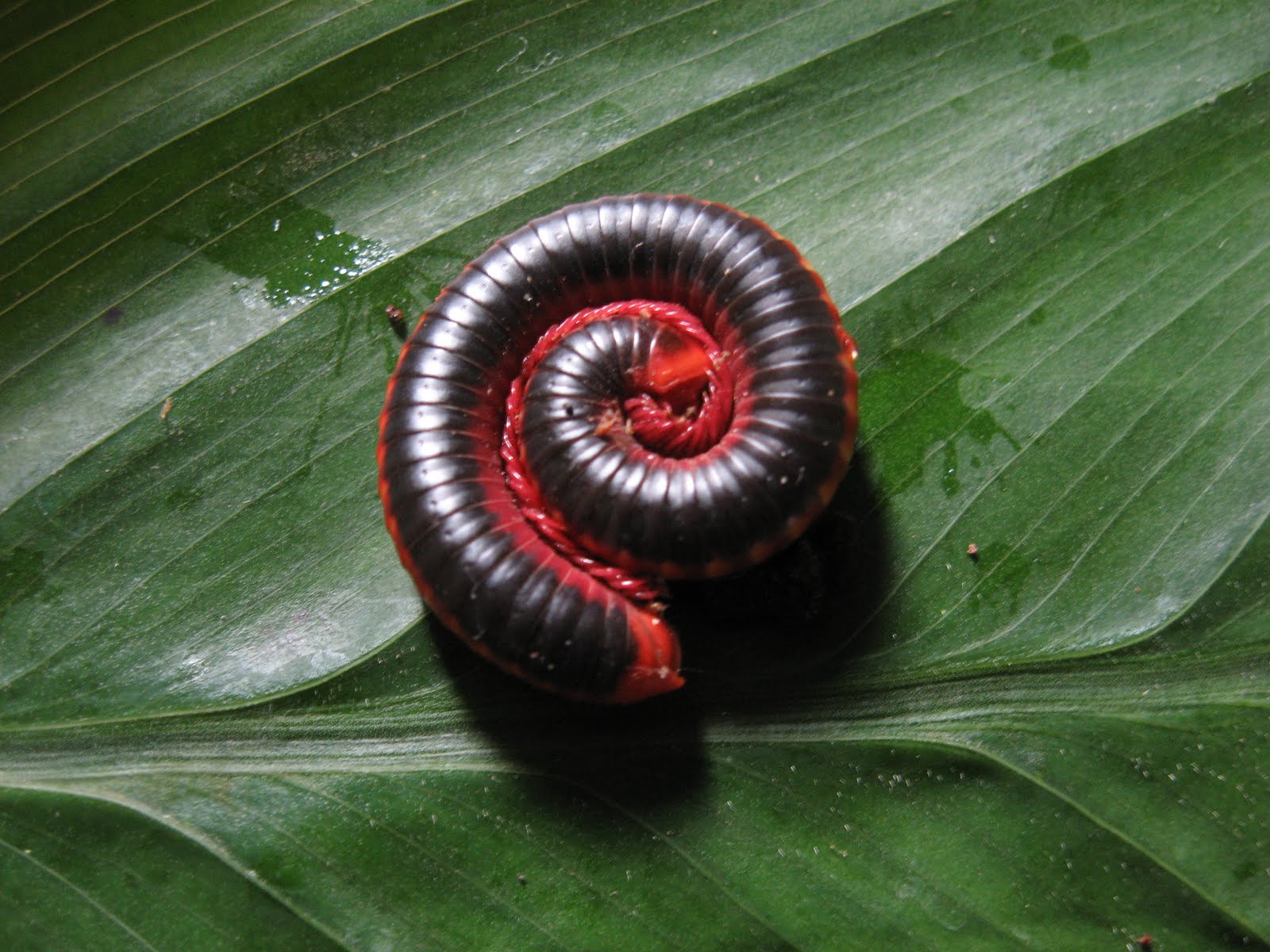 කිරිකවඩි: Lassana 2009.02.13 Athurugiriya