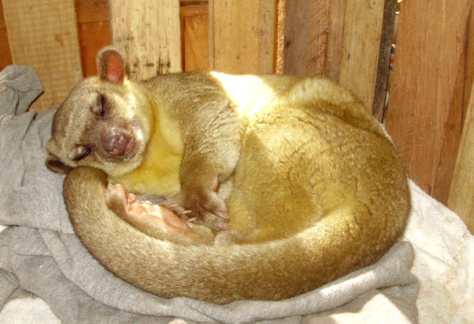 Los Animales de Cerelias – CERELIAS