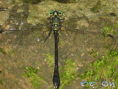 Backpacking Philippines: Picture of Tutubi: The Philippine Dragonfly