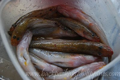 Backpacking Philippines: Origin of Filipino Idiom Utak Biya (Goby Fish ...