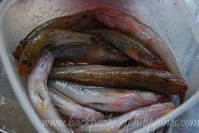 Backpacking Philippines: Origin of Filipino Idiom Utak Biya (Goby Fish ...