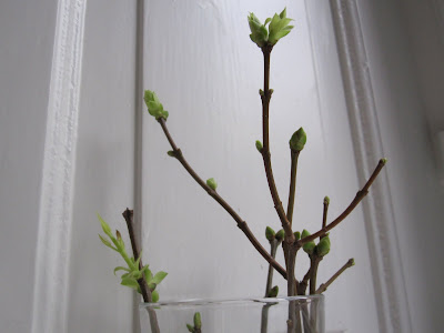 Sally och jag - inredning, trädgård och pyssel: Dags att driva kvistar ...