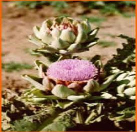 Al Kharshuf: Alcachofa