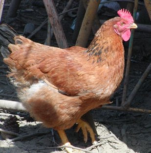 mundopeke: ANIMALES: la gallina
