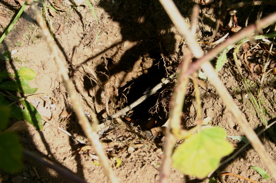 Tophill Low Nature Reserve: Fall of the mink dynasty