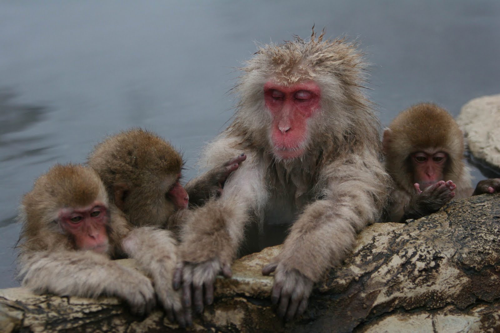 Let's Travel - www.letstravelmag.com: Japanese Monkeys Let off Steam