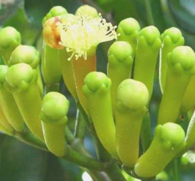 Simak! 15+ Tanaman Bunga Cengkeh yang Lagi Ngetrend - Informasi Seputar ...