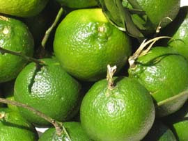 Philippine Facts and History: Dalandan (Orange)