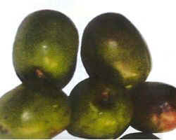 Philippine Facts and History: Sineguelas (Spanish Plum)