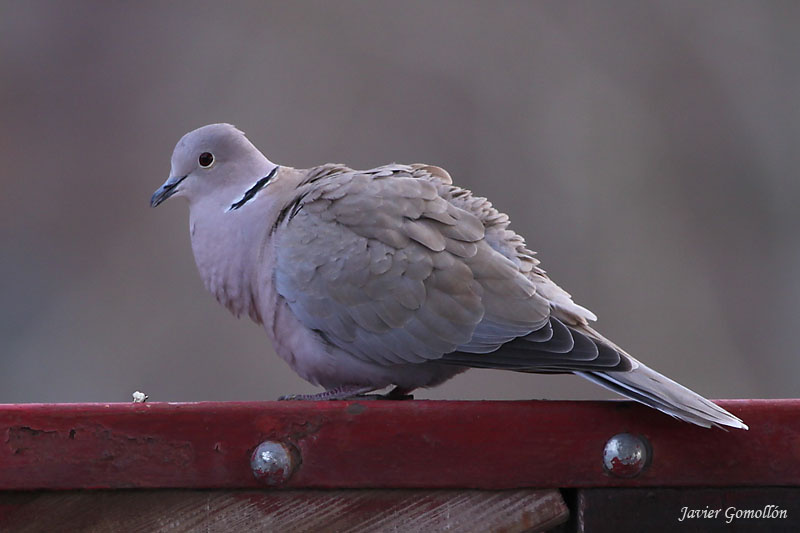 La Naturaleza que nos queda: Un nido peculiar: (tórtola turca)