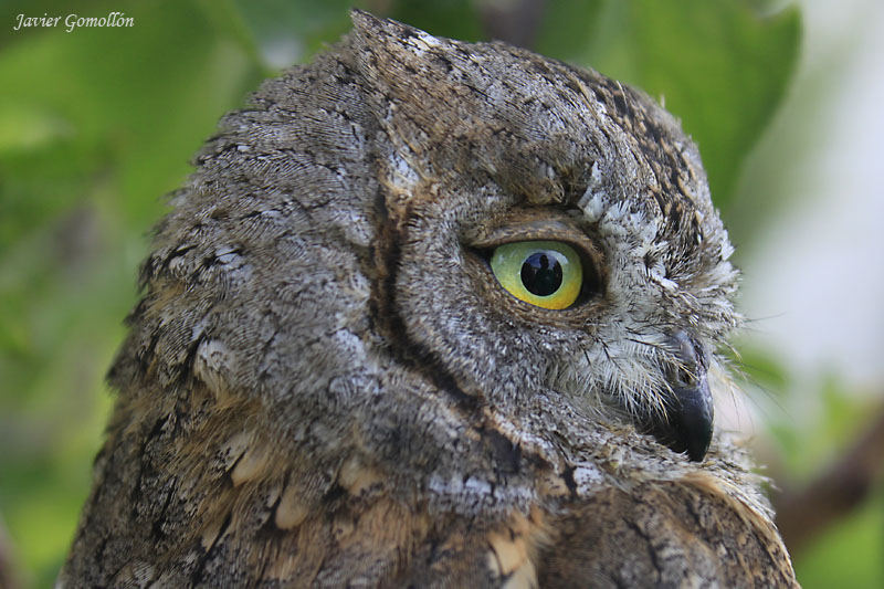 La Naturaleza que nos queda: El autillo (Otus scops)