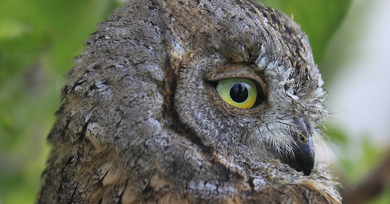 La Naturaleza que nos queda: El autillo (Otus scops)