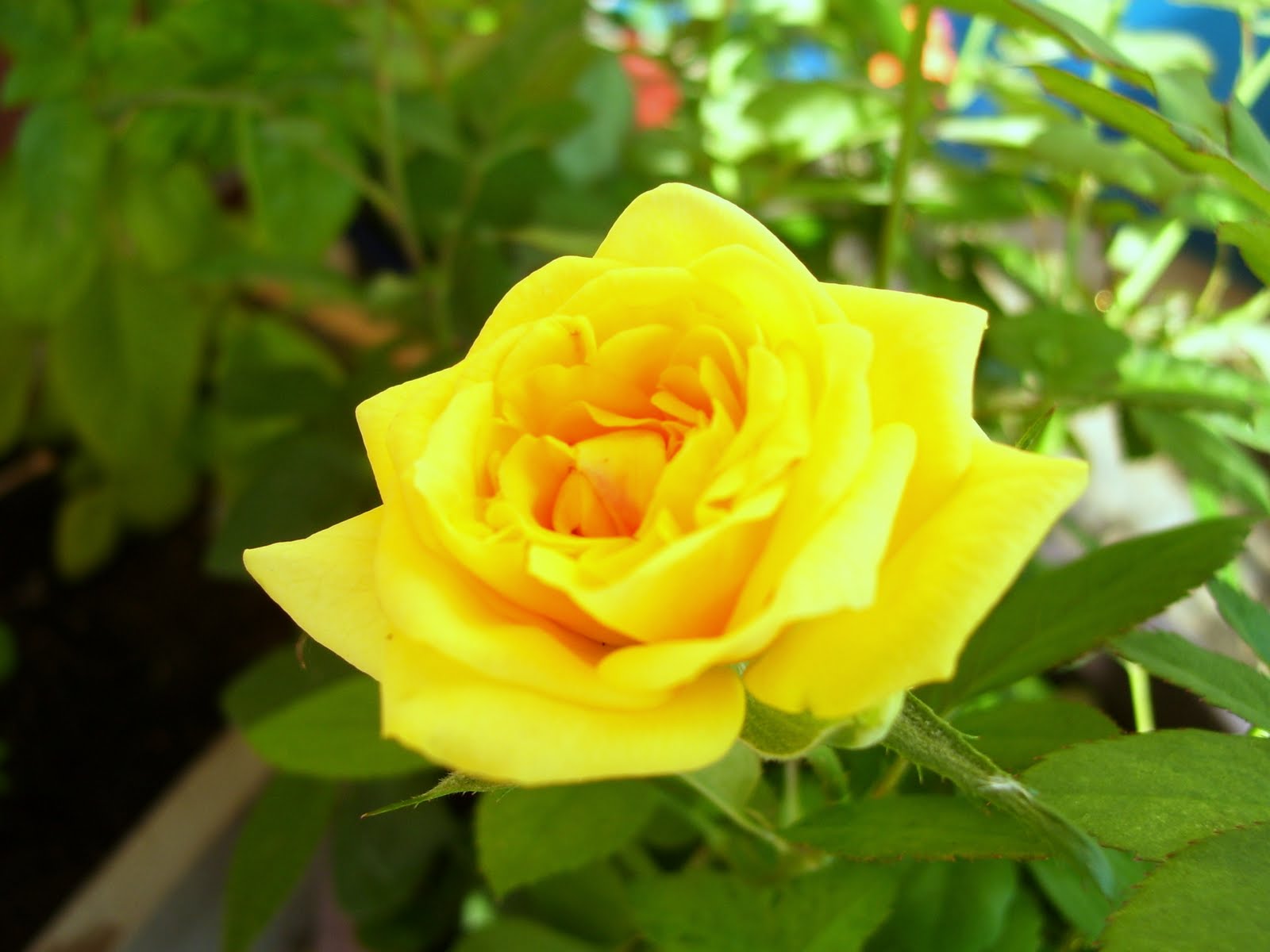 Inspirasi 31+ Bunga Rose