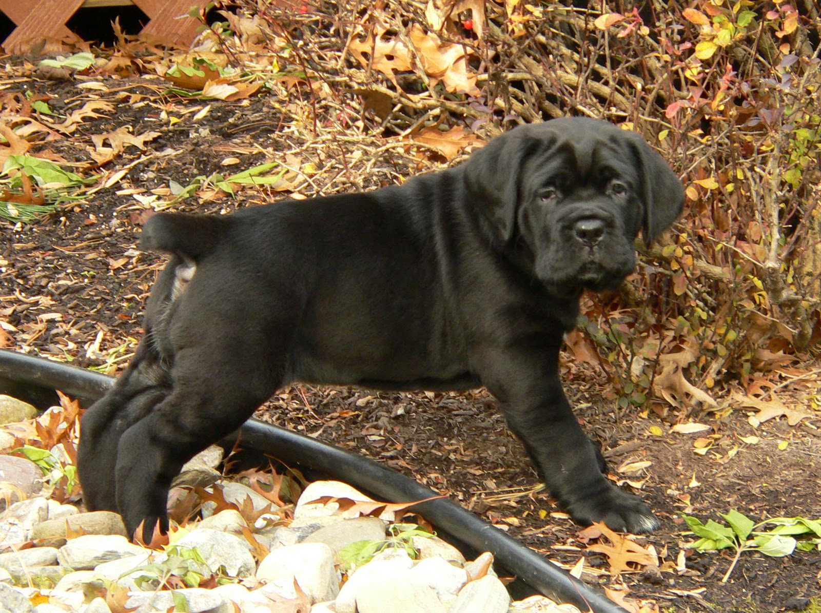 Black Pearl Cane Corso News: The princesses at 6.5 weeks
