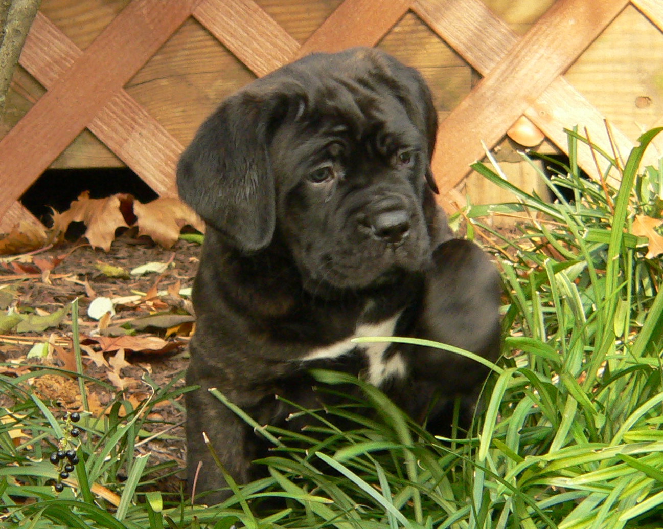 Black Pearl Cane Corso News: The princesses at 6.5 weeks
