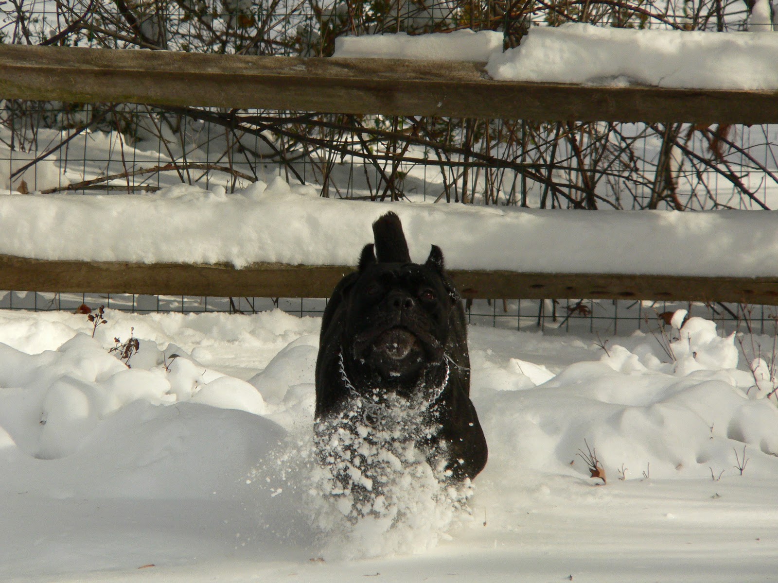 Black Pearl Cane Corso News: Black Pearls in the snow